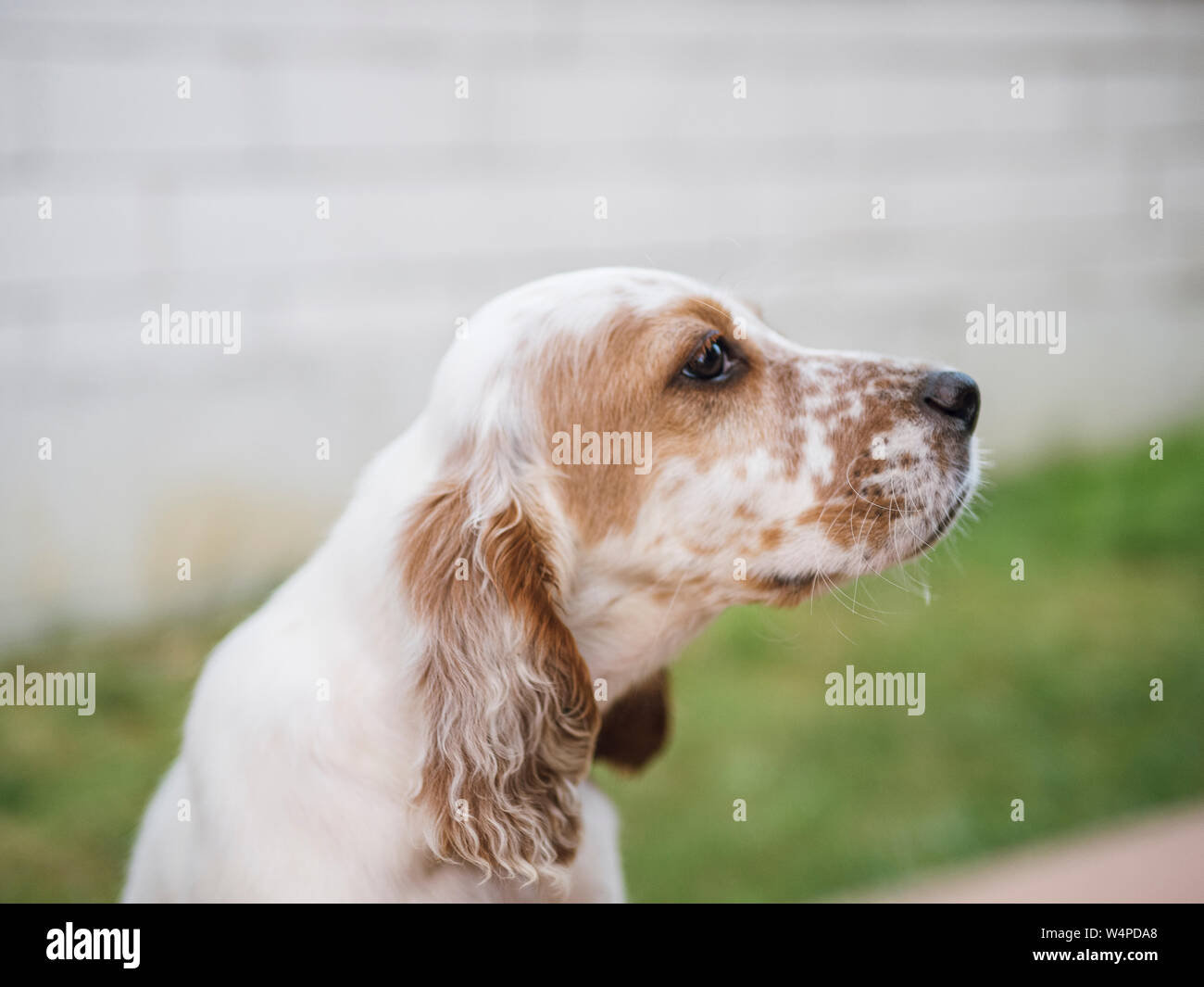 Profile portrait of an english setter breed hunting dog Stock Photo - Alamy