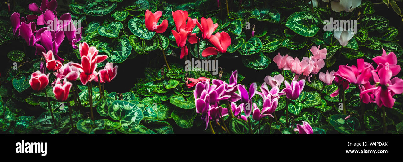 Beautiful fresh colorful flowers in botanic garden, Many multi color ...