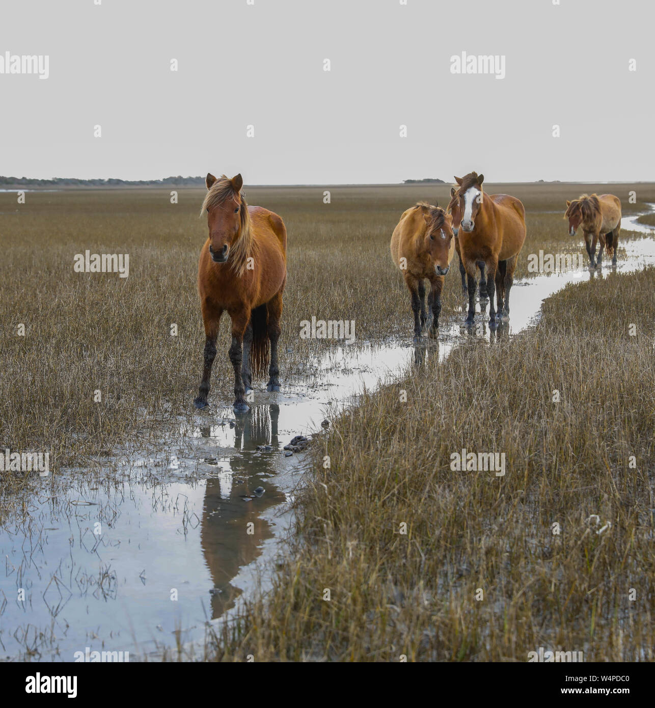 Wild horses on the Rachel Carson Coastal Estuarine Reserve in Beaufort ...