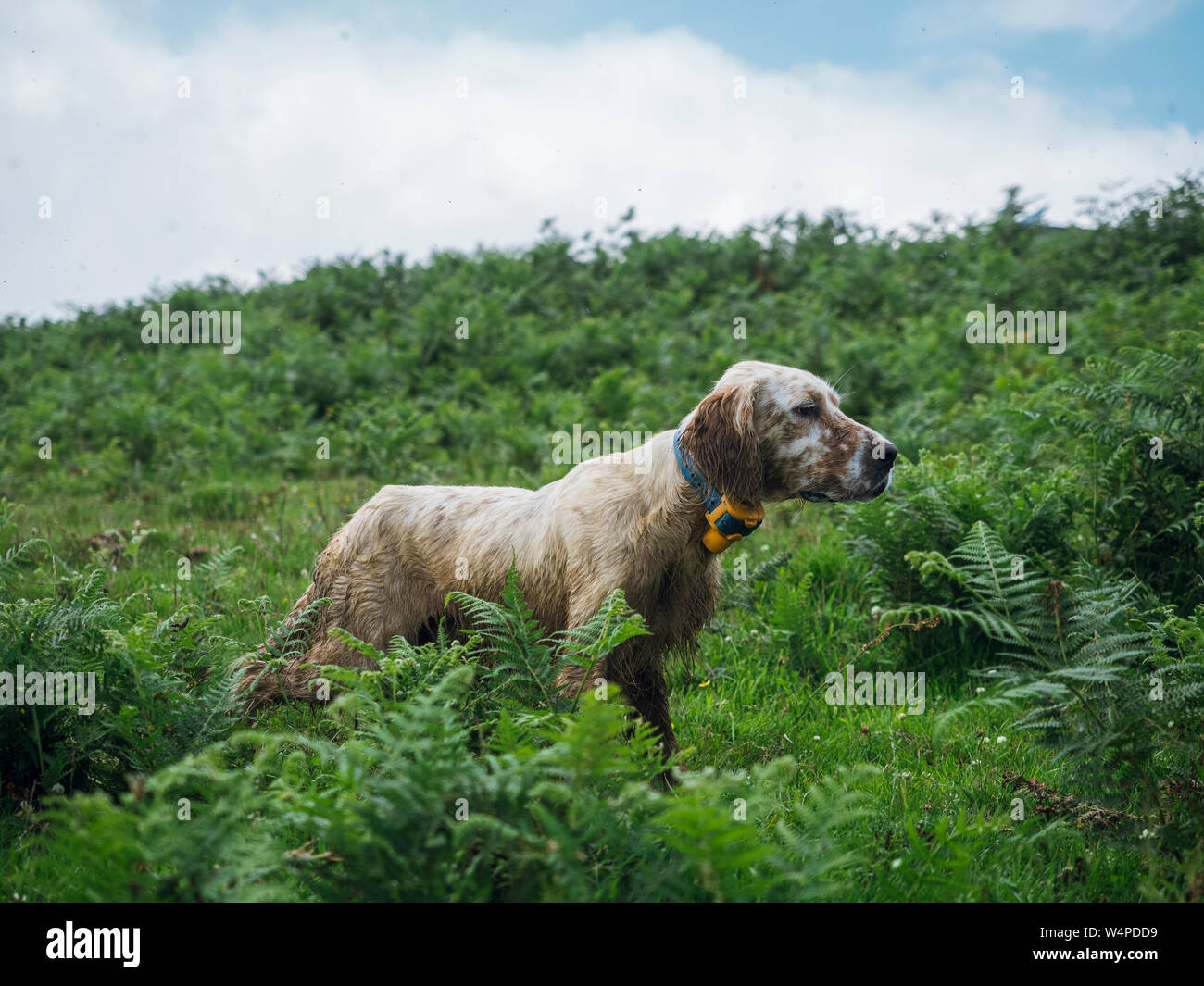 English setter hunting Stock Photo - Alamy