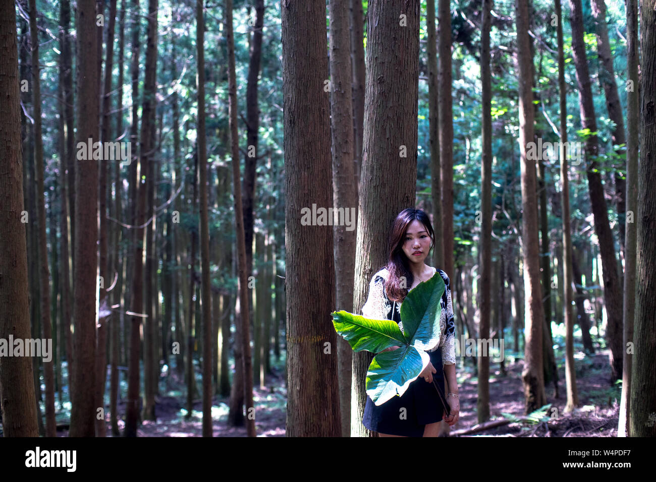 Korean forest hi-res stock photography and images - Alamy