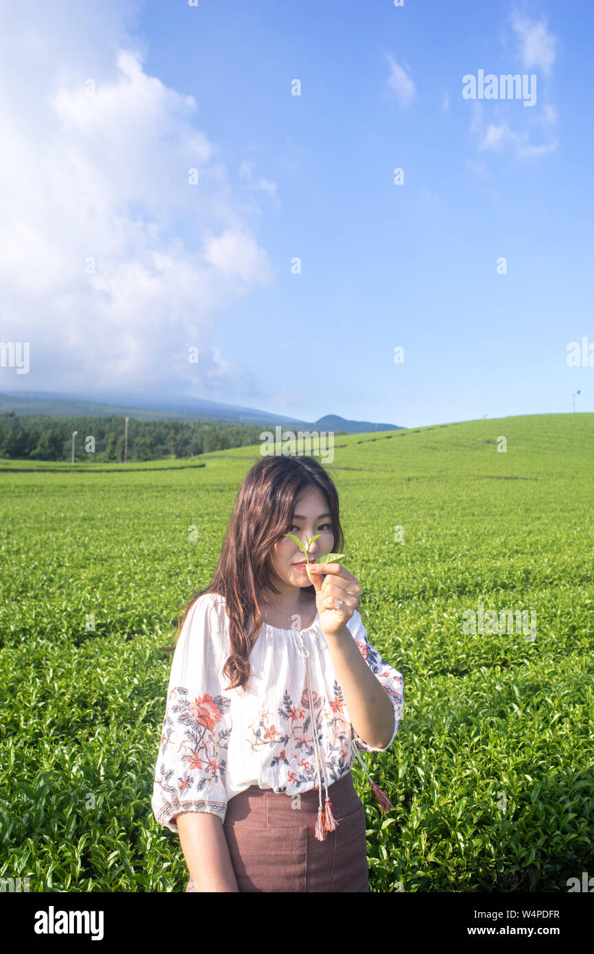 in the green tea field Stock Photo - Alamy