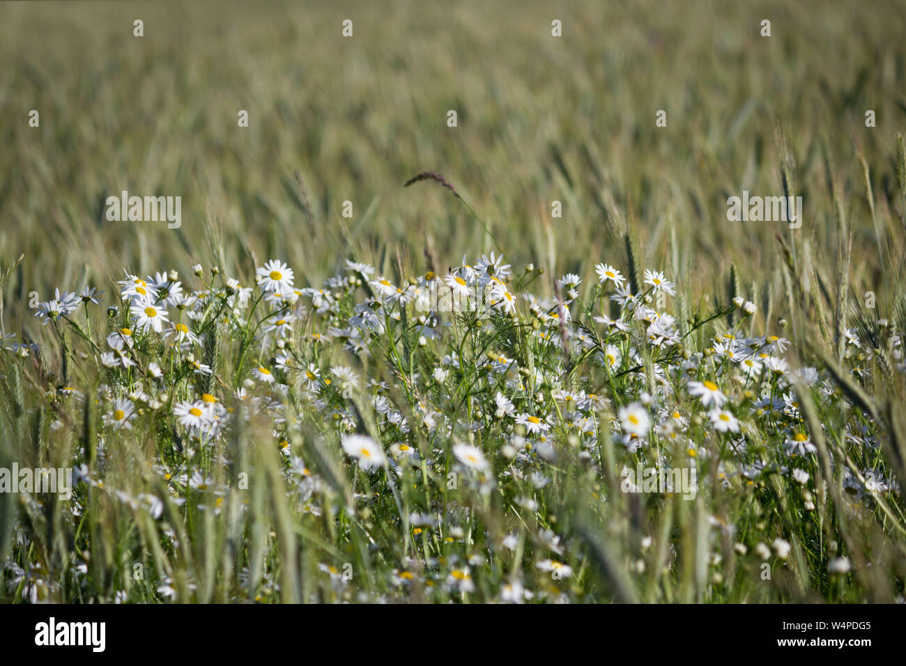 Grass field. Rye. The end of July, the harvest festival Lammas Day ...