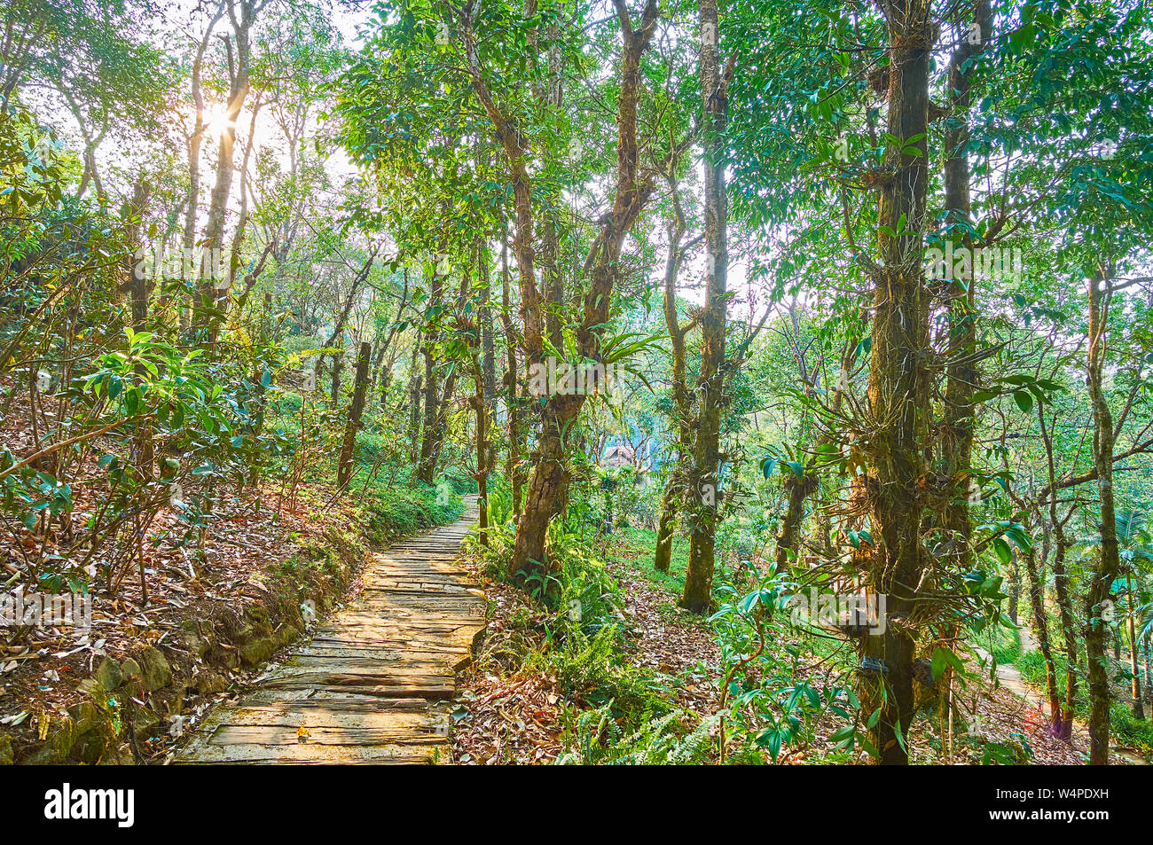The narrow alley among the shady forest of Mae Fah Luang Arboretum, Doi ...