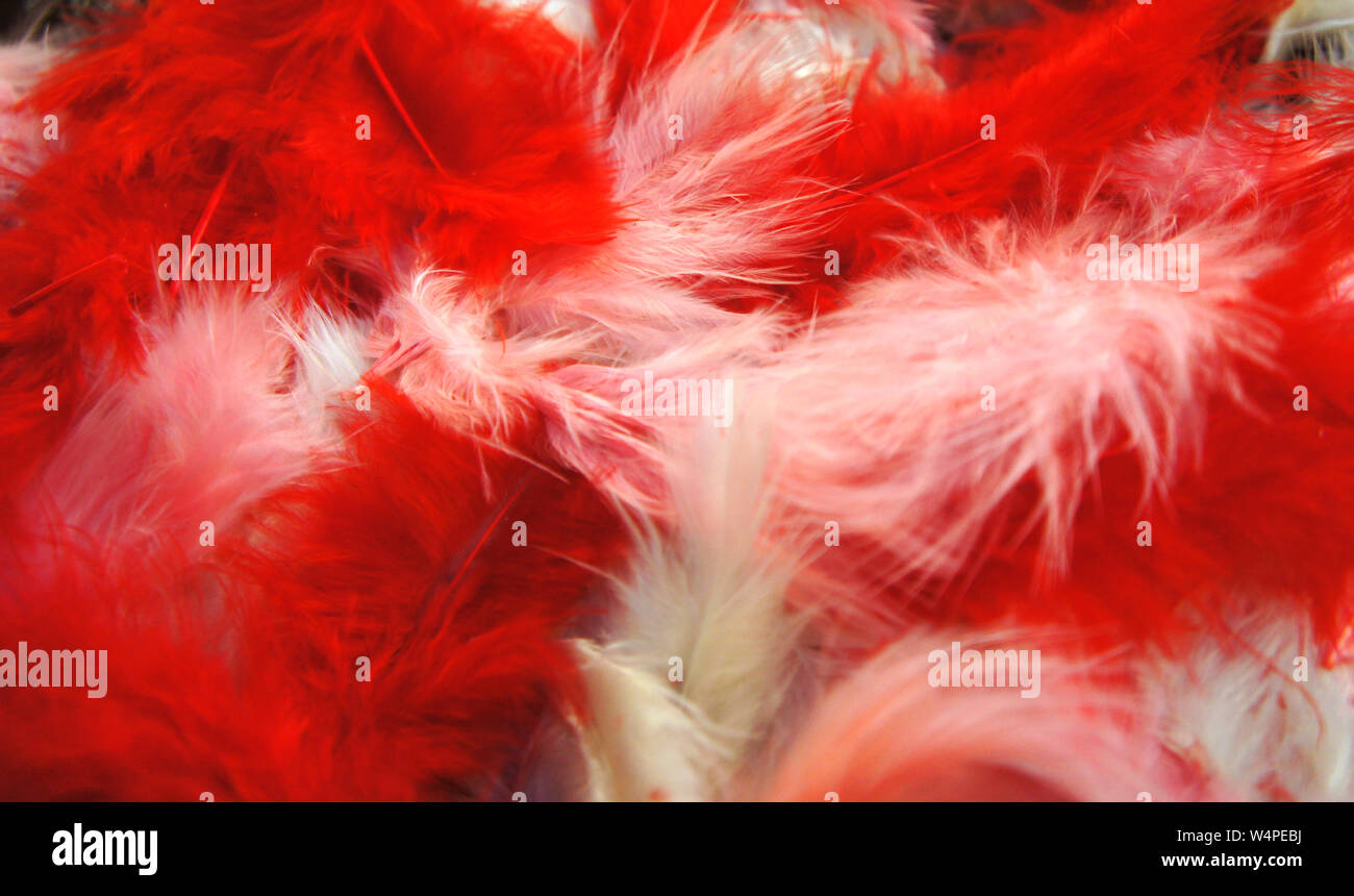 red, pink, white fluffy feathers background. colored feathers close-up ...