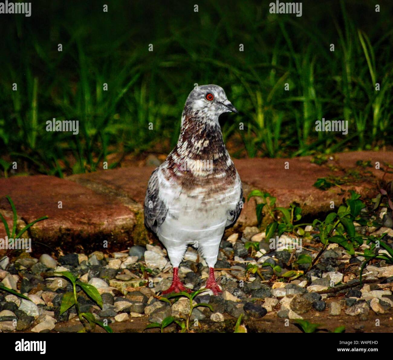 Red-footed pigeon hanging out in a park Stock Photo - Alamy