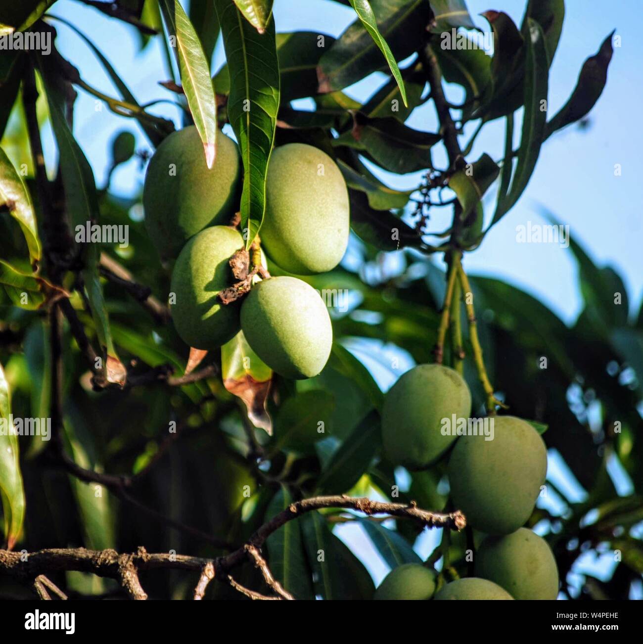 Bunch of green Caribbean mangoes hanging from tree Stock Photo - Alamy