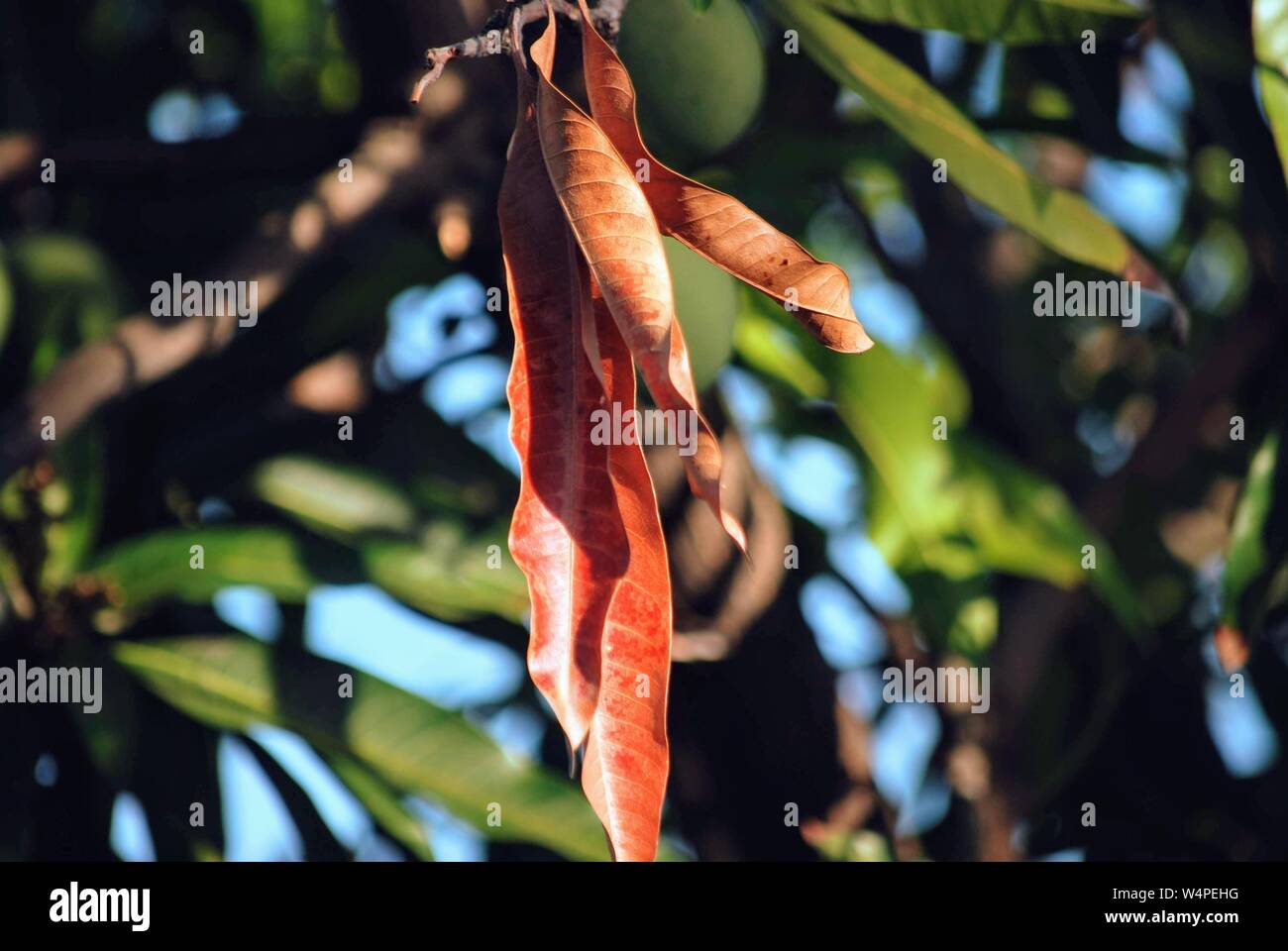 Mango hanging from tree hi-res stock photography and images - Alamy