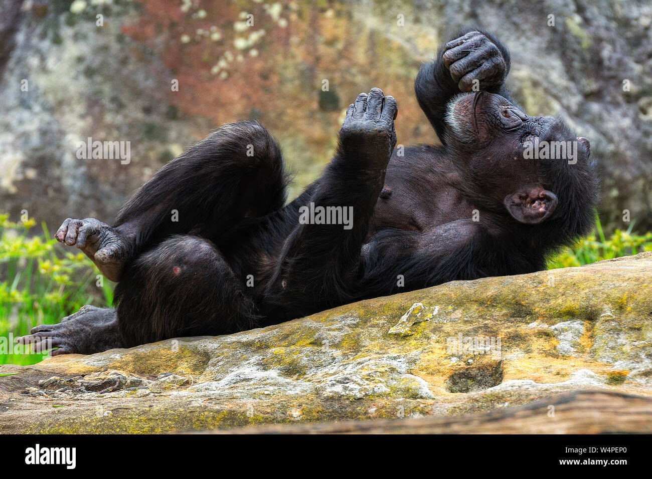 A chimp at Taronga Zoo Stock Photo - Alamy