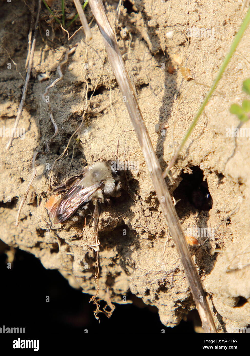 Mining bee soil hole hi-res stock photography and images - Alamy