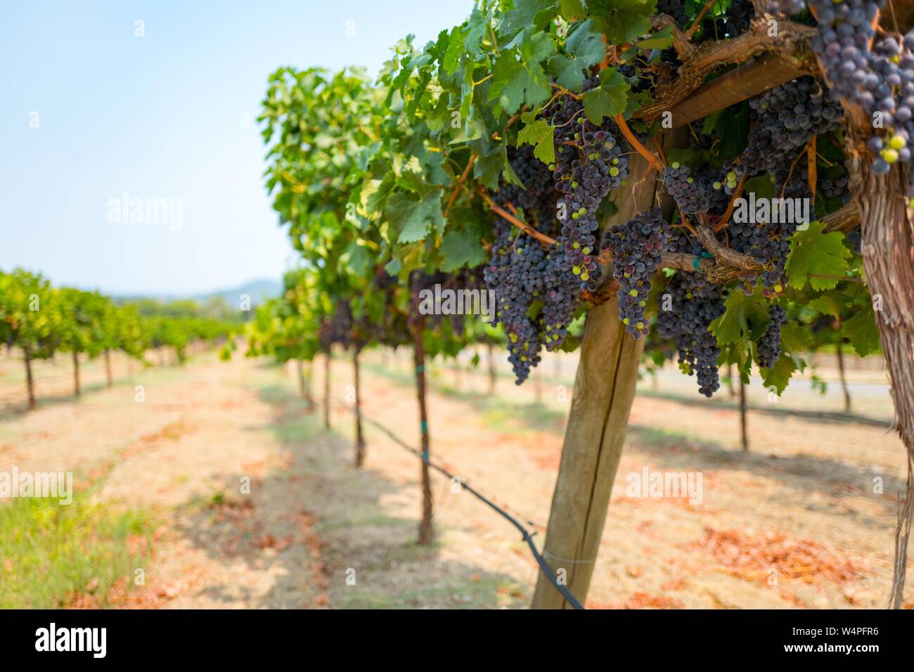Trellises High Resolution Stock Photography and Images - Alamy