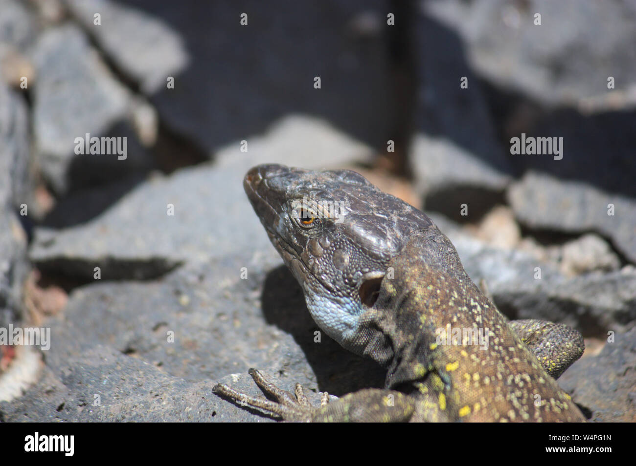 Close-up of the head and upper part of the trunk of a typical lizard ...