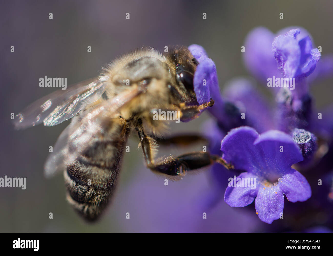 Bees are flying insects closely related to wasps and ants, known for ...