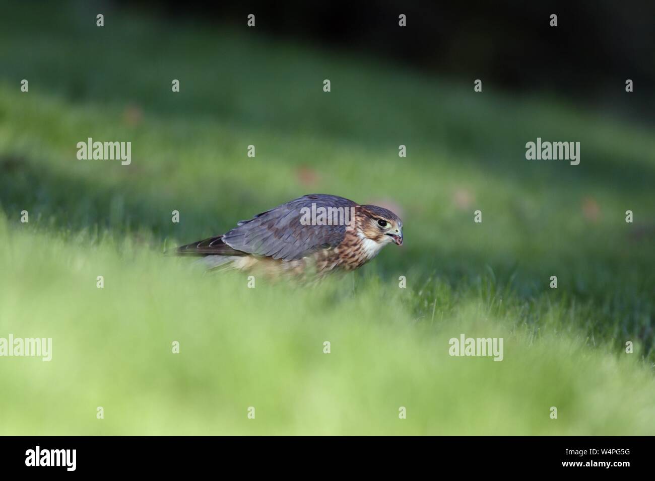 Uks smallest bird hi-res stock photography and images - Alamy