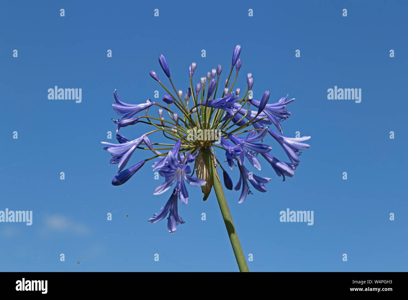 Bavaria flower hi-res stock photography and images - Alamy