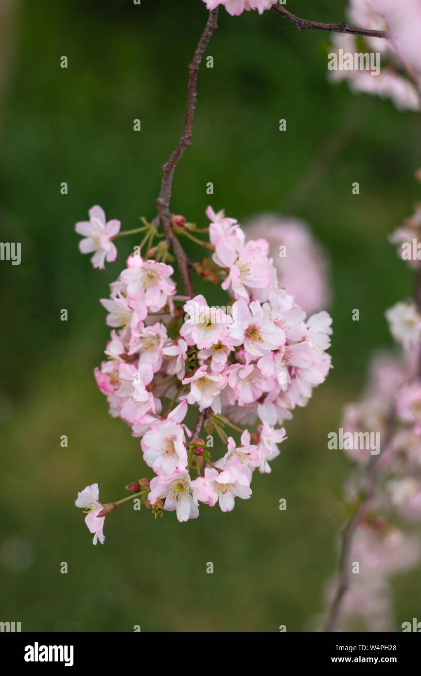Beautiful cherry blossom sakura in spring time, pink flower blossoms ...