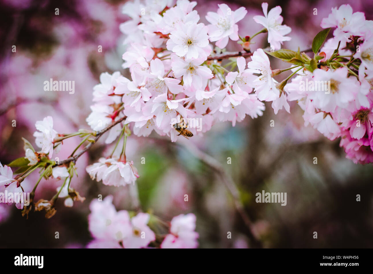 Beautiful cherry blossom sakura in spring time, pink flower blossoms ...
