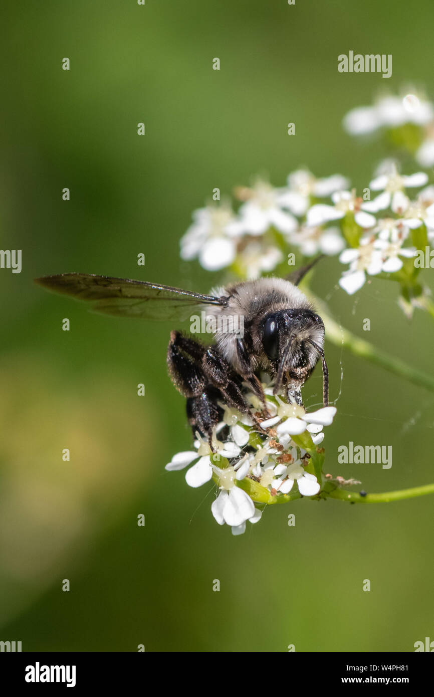 Ashy mining bee (Andrena cineraria Stock Photo - Alamy