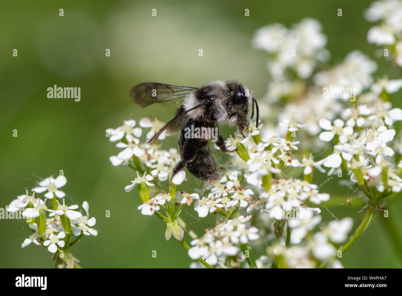 Ashy mining bee (Andrena cineraria Stock Photo - Alamy