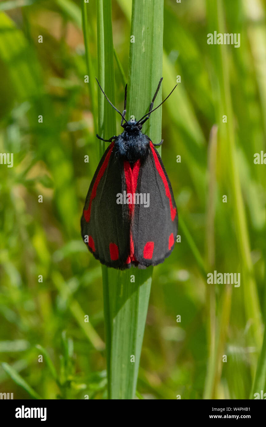 Cinnabar moth (Tyria jacobaeae Stock Photo - Alamy