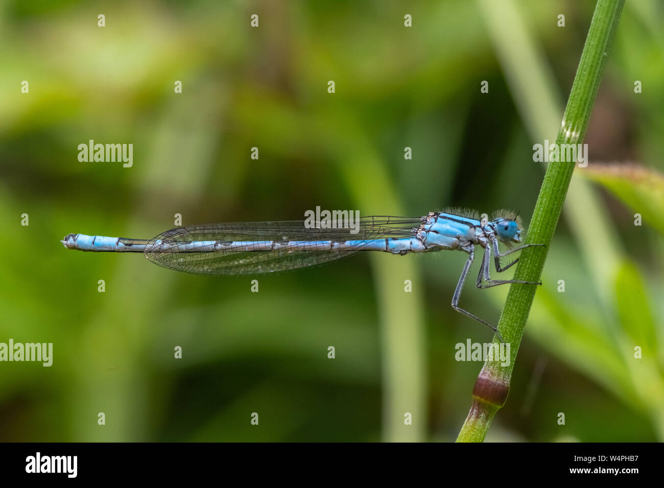 Southern blue damselfly female hi-res stock photography and images - Alamy