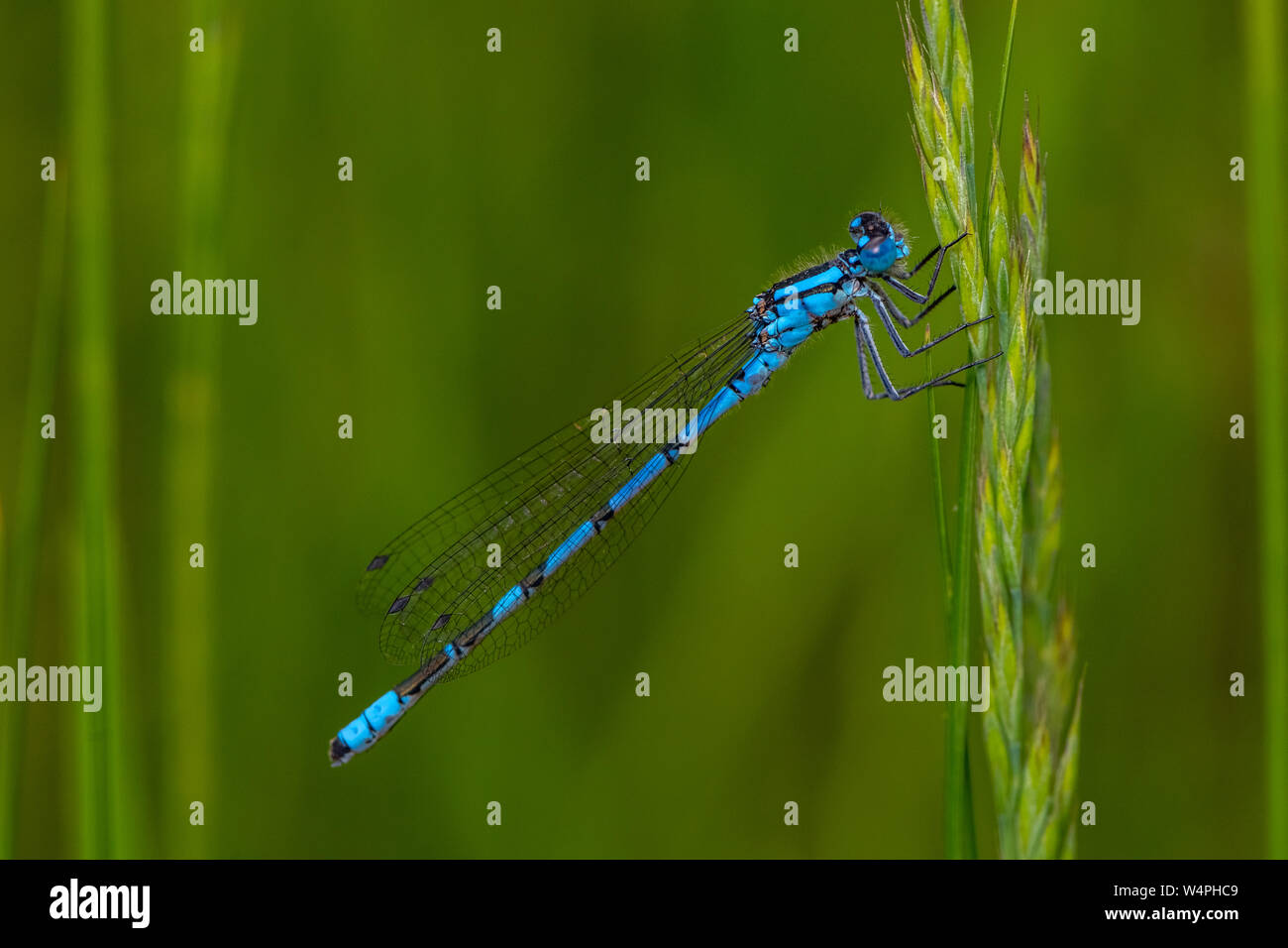 Southern blue damselfly female hi-res stock photography and images - Alamy