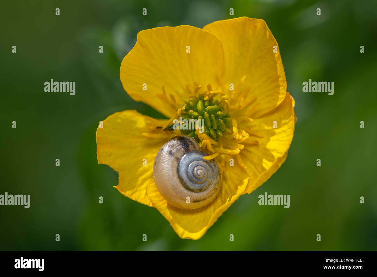 Orchard snail hi-res stock photography and images - Alamy