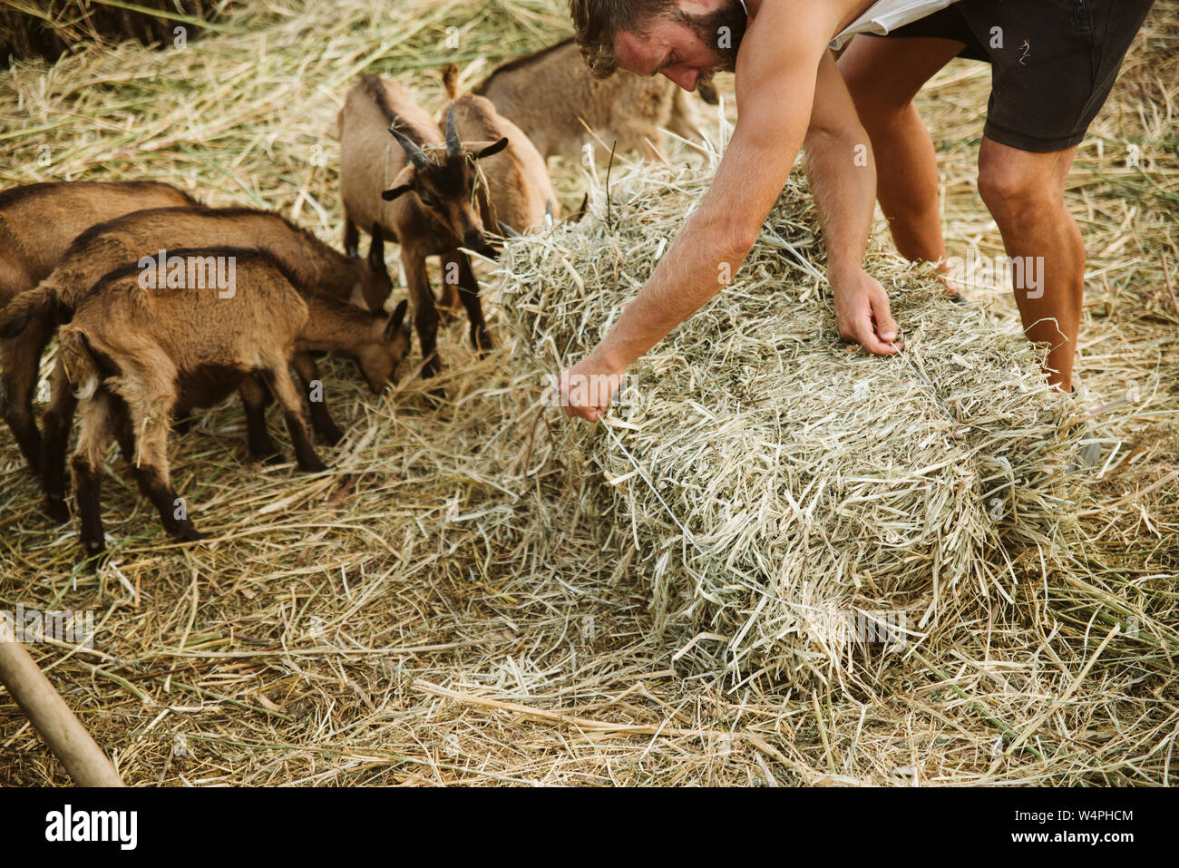 Young farmer on farm with goat Stock Photo - Alamy