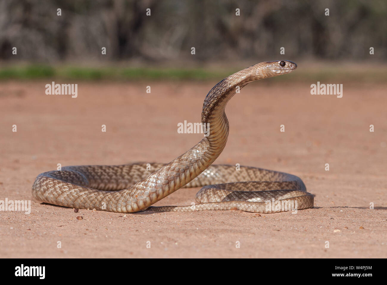 Strap-snouted Brown Snake Stock Photo - Alamy