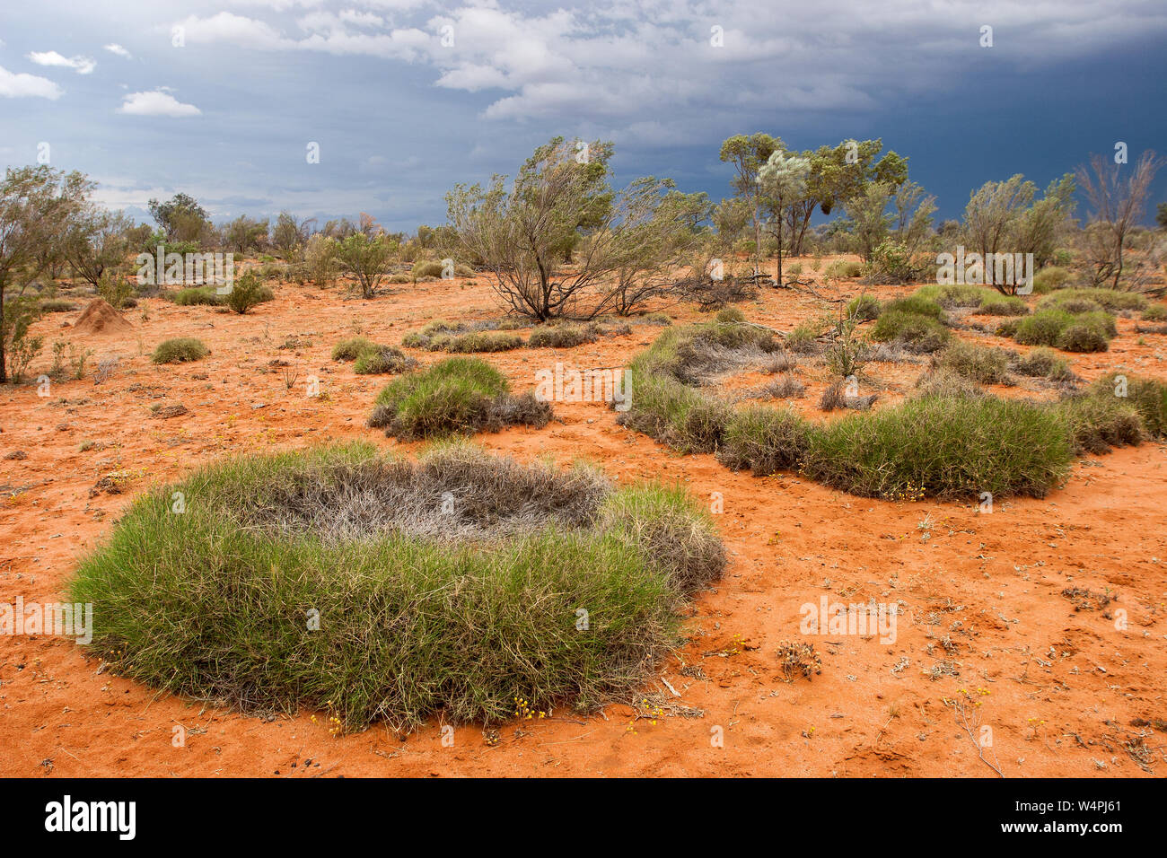 Spinifex grass in outback Queensland Australia Stock Photo - Alamy