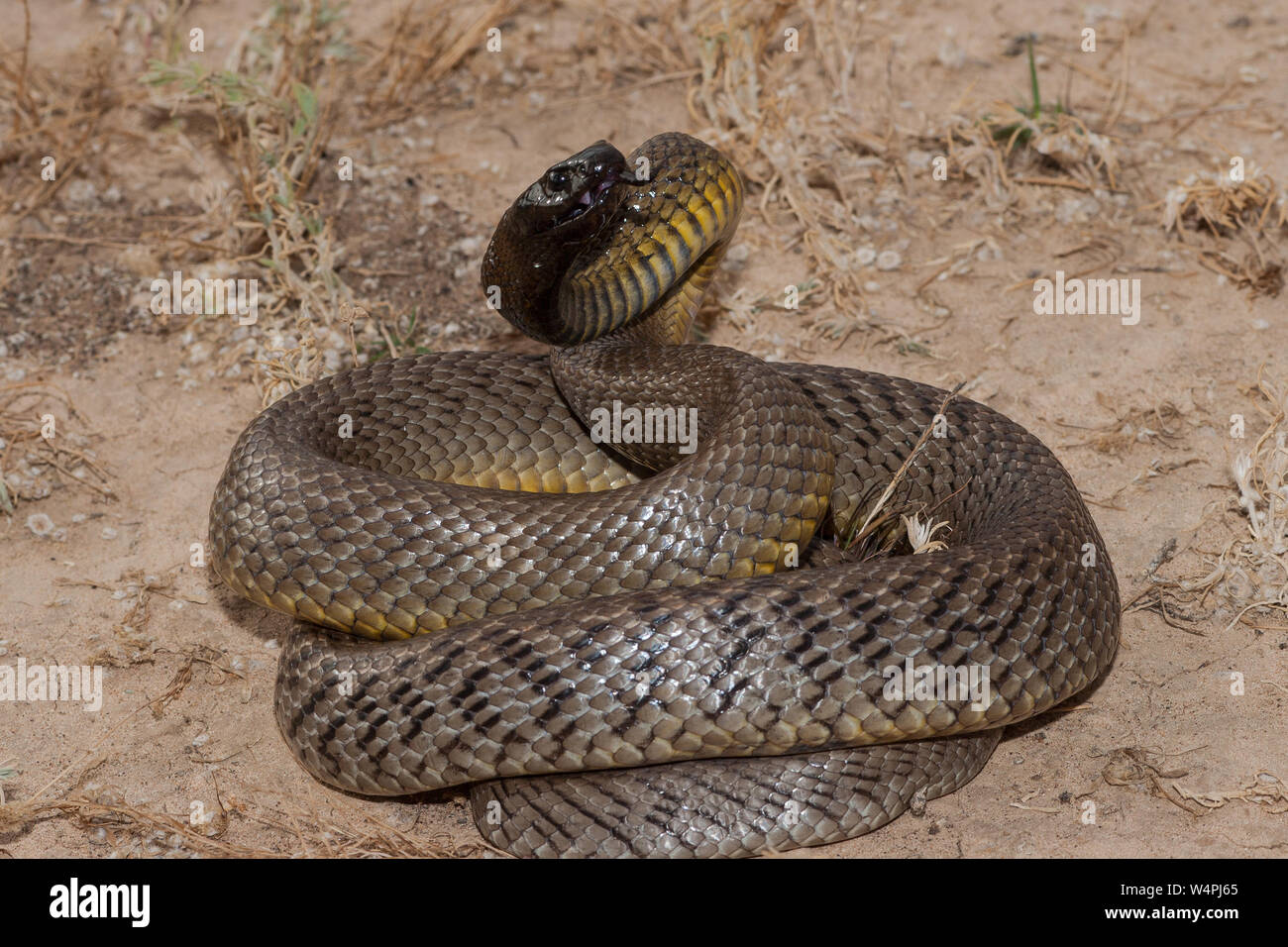 Inland taipan hi-res stock photography and images - Alamy