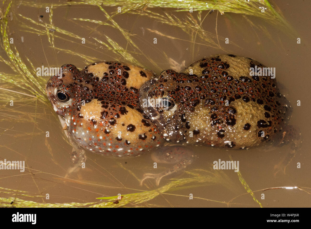 Crucifix Frogs in amplexus Stock Photo - Alamy