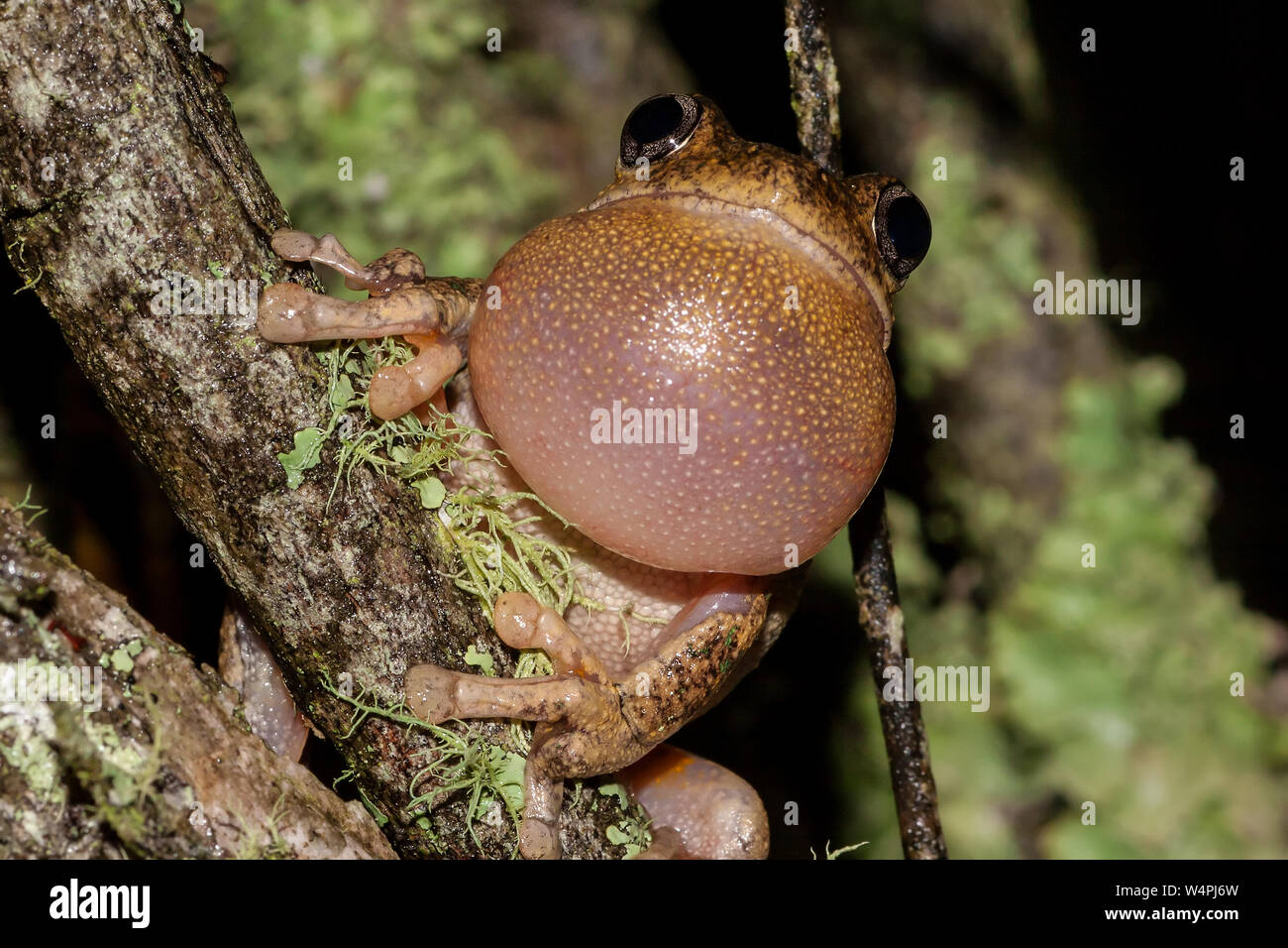 Male Peron's Tree Frog calling Stock Photo - Alamy
