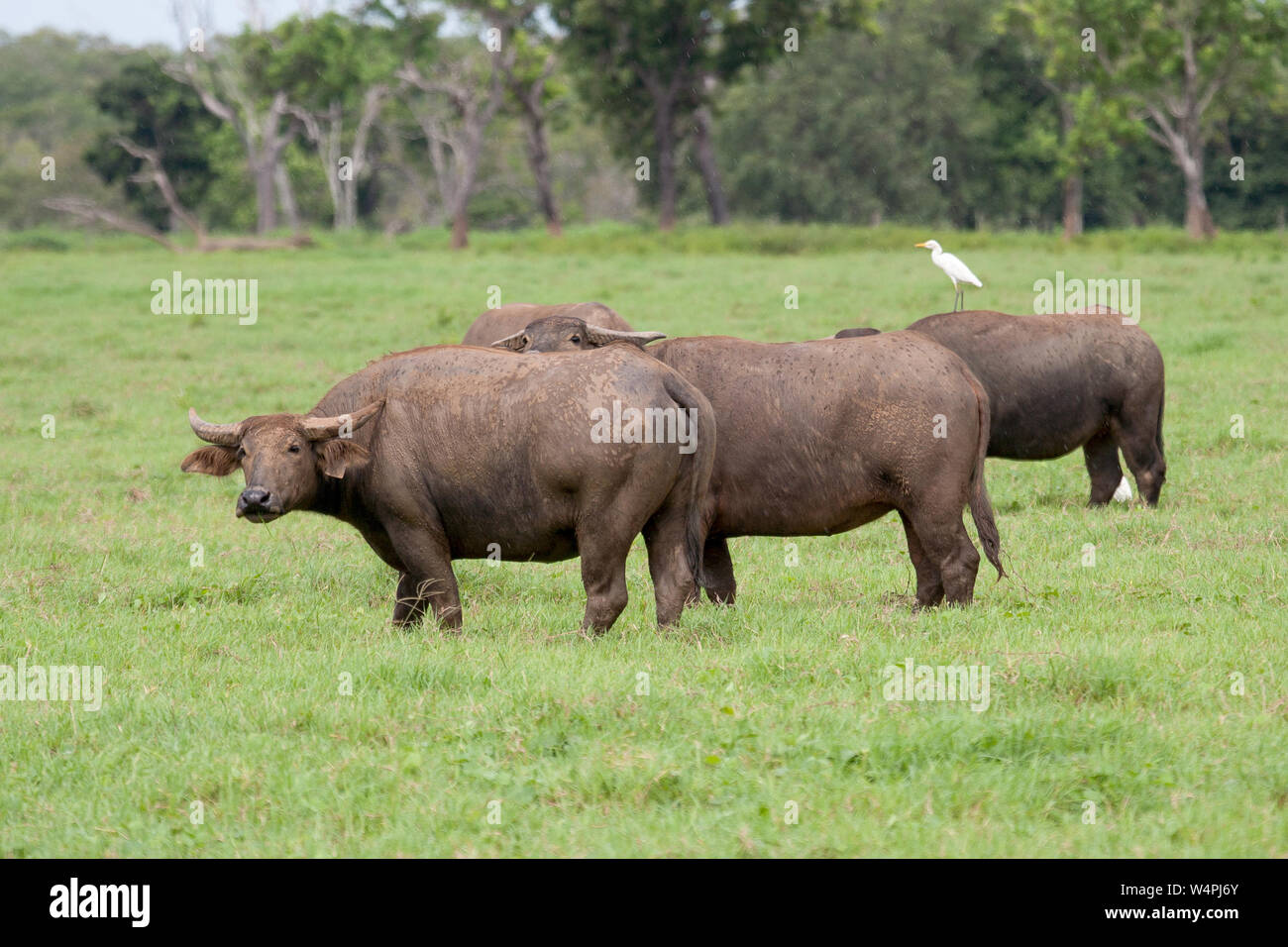 Bubalus bubalis australia hi-res stock photography and images - Alamy