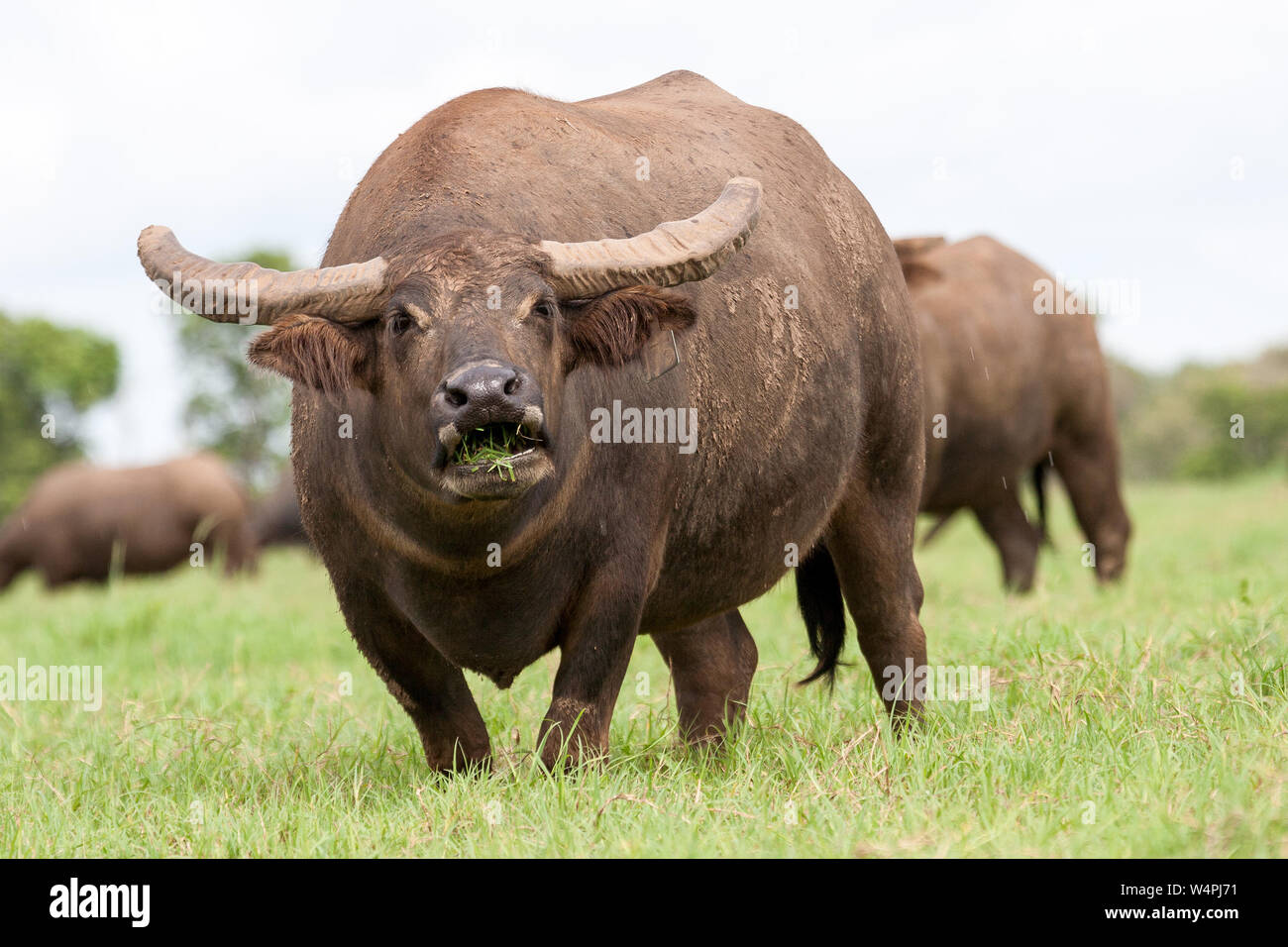 Bubalus bubalis australia hi-res stock photography and images - Alamy