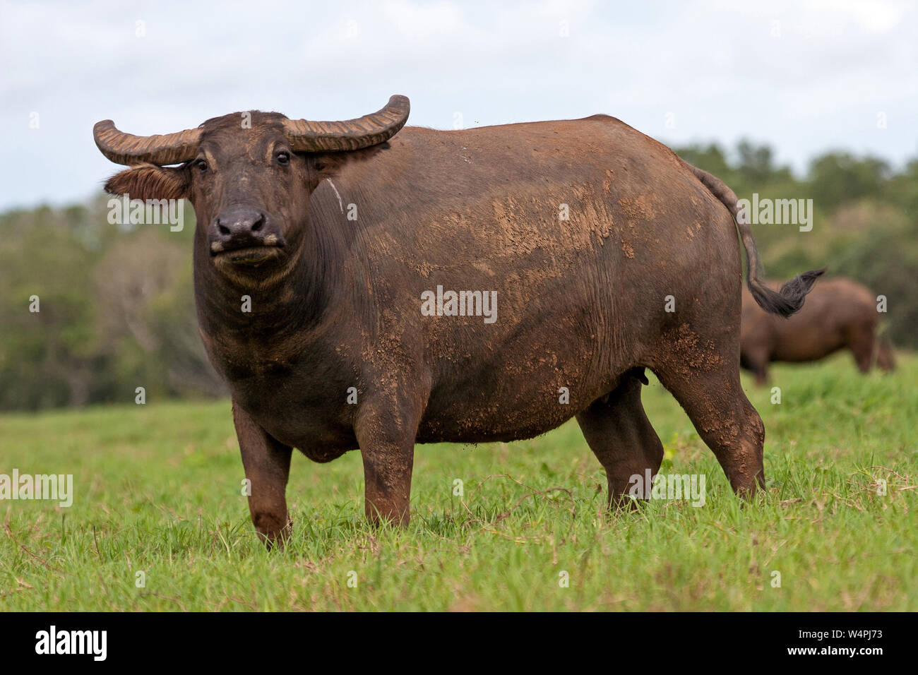 Northern australia water buffalo hi-res stock photography and images ...