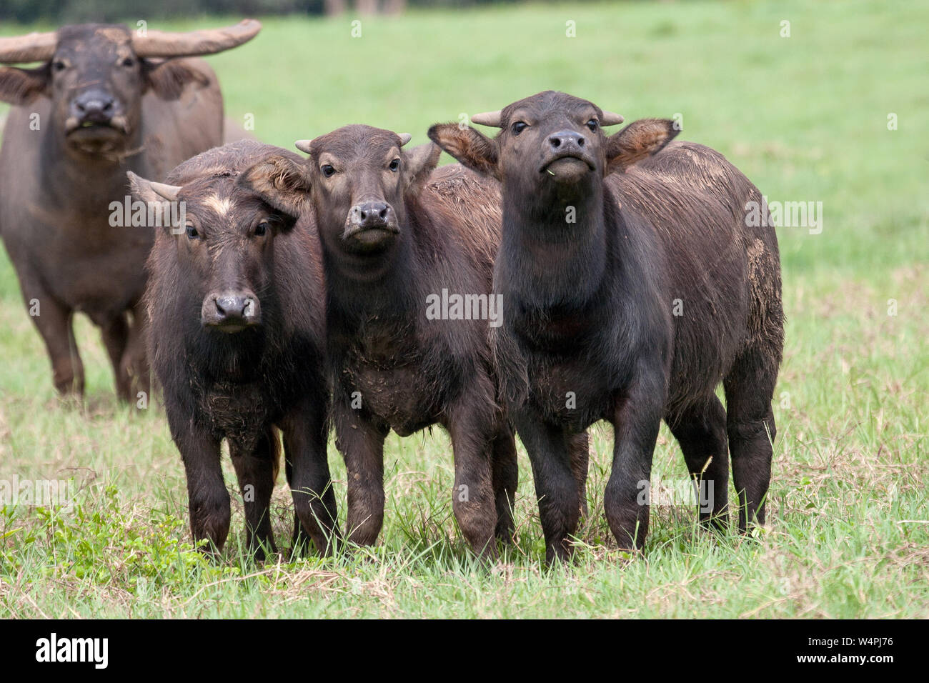 Northern australia water buffalo hi-res stock photography and images ...