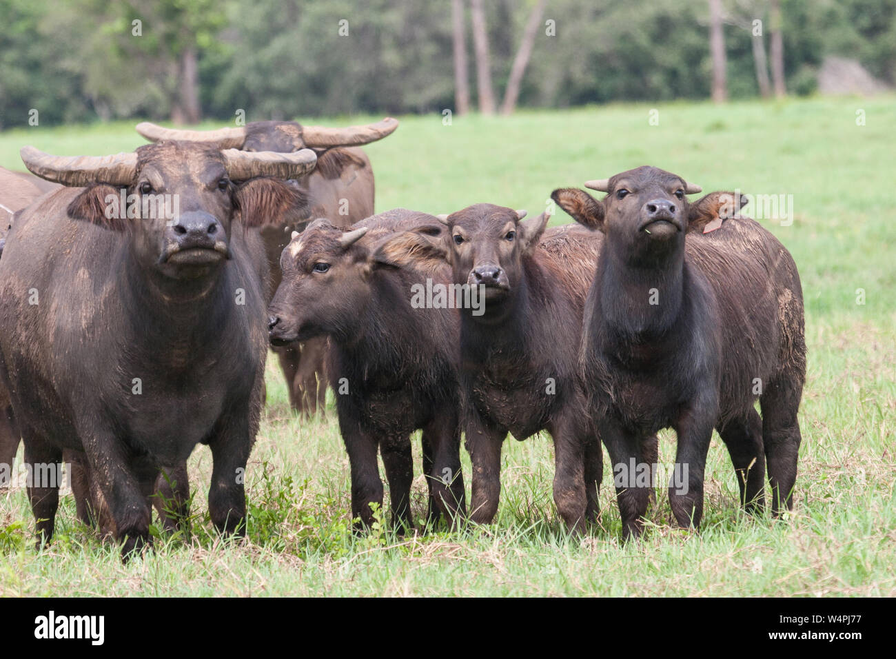 Domestic Water Buffalo being farmed in Northern Australia Stock Photo ...