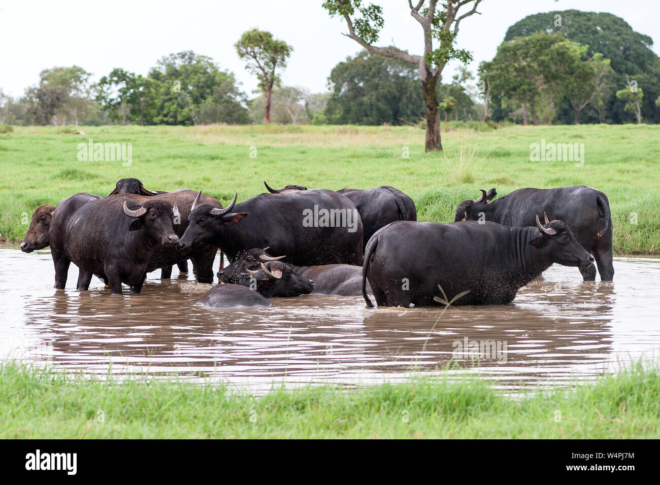 Buffalo in northern australia hi-res stock photography and images - Alamy