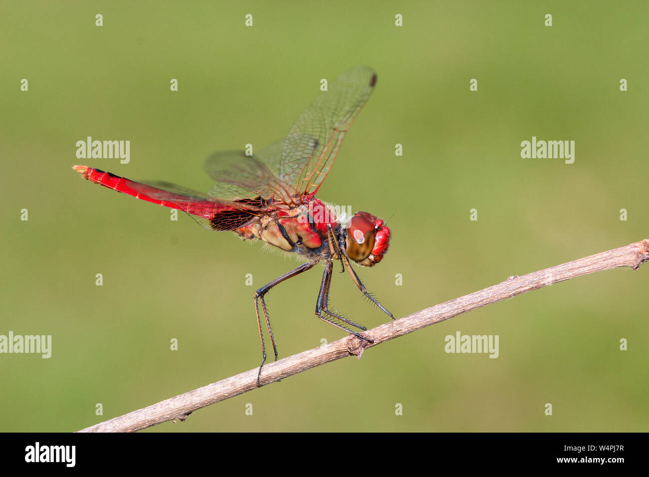 Scarlet Percher Dragonfly at rest Stock Photo - Alamy