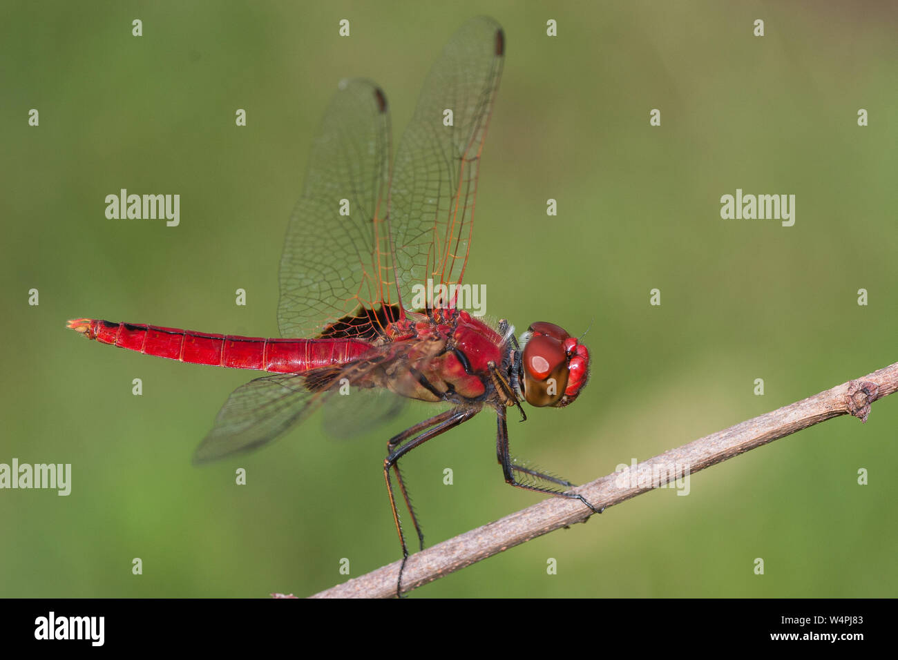 Scarlet percher dragonfly hi-res stock photography and images - Alamy