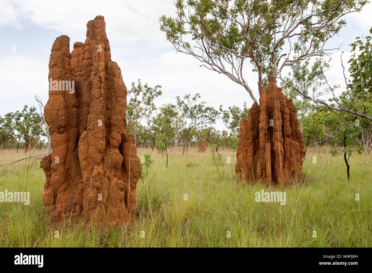 Termite Mounds Northern Territory Australia Stock Photo - Alamy