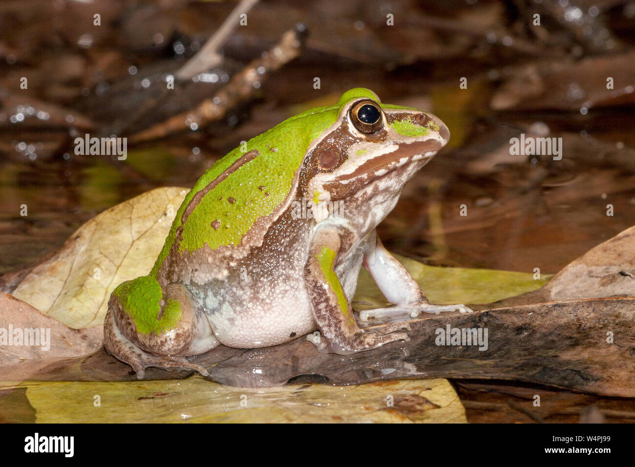 Snapping frog hi-res stock photography and images - Alamy