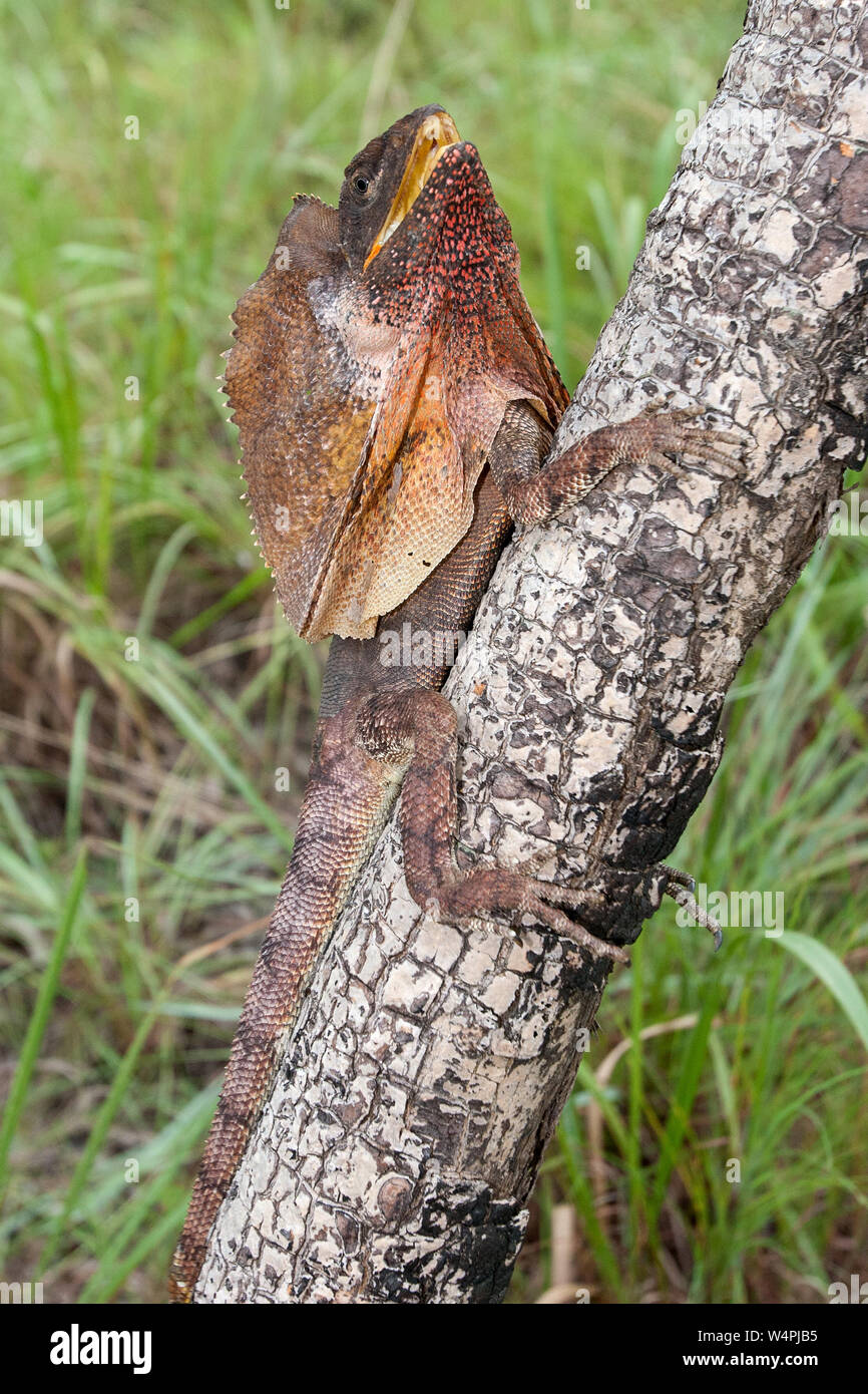 Frill neck australia hi-res stock photography and images - Alamy