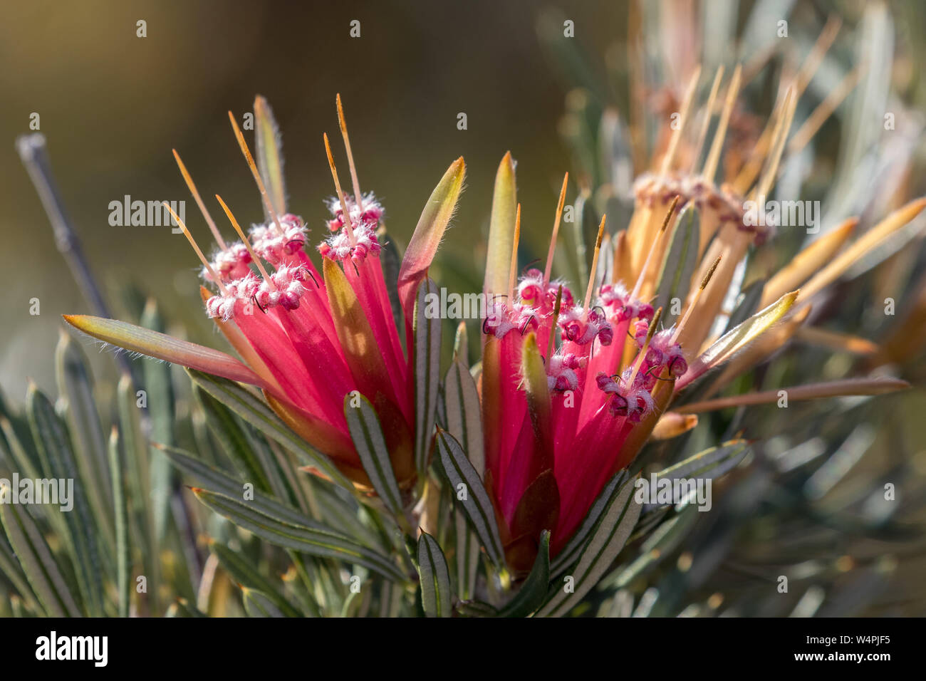 Lambertia formosa mountain devil hi-res stock photography and images ...