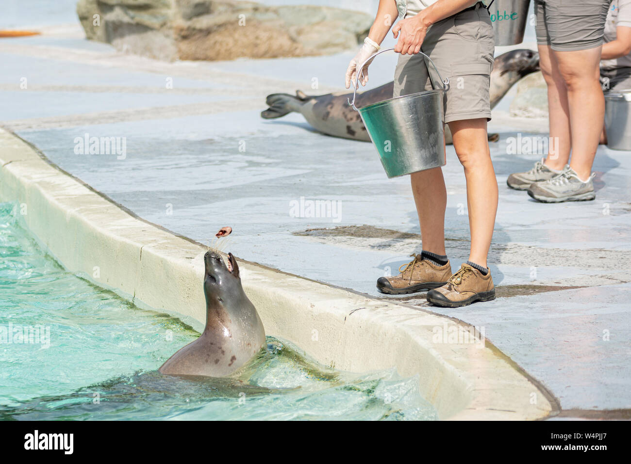 it's mealtime for seals-4 Stock Photo - Alamy