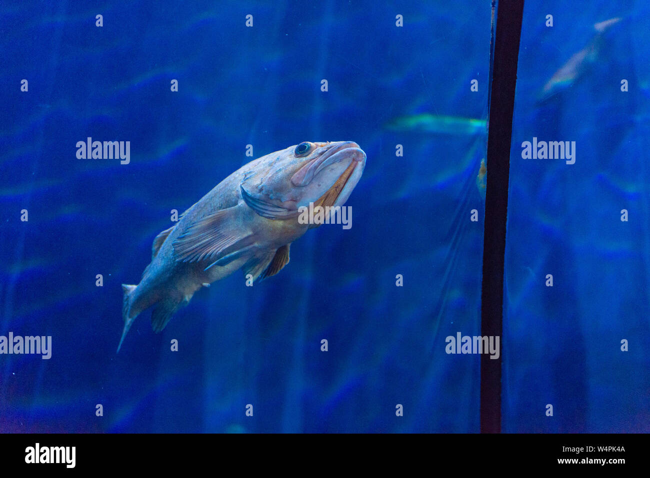 fish swimming at the bottom of the water Stock Photo - Alamy