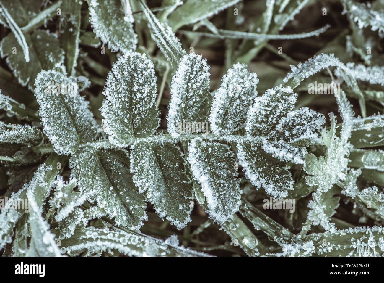 Frost on plants, frozen nature background, cold winter freezing ice on ...
