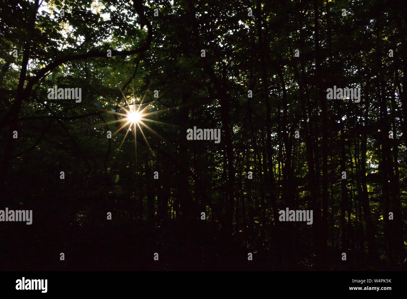 Sunset through dense trees with sunflare in Quebec, Canada Stock Photo ...