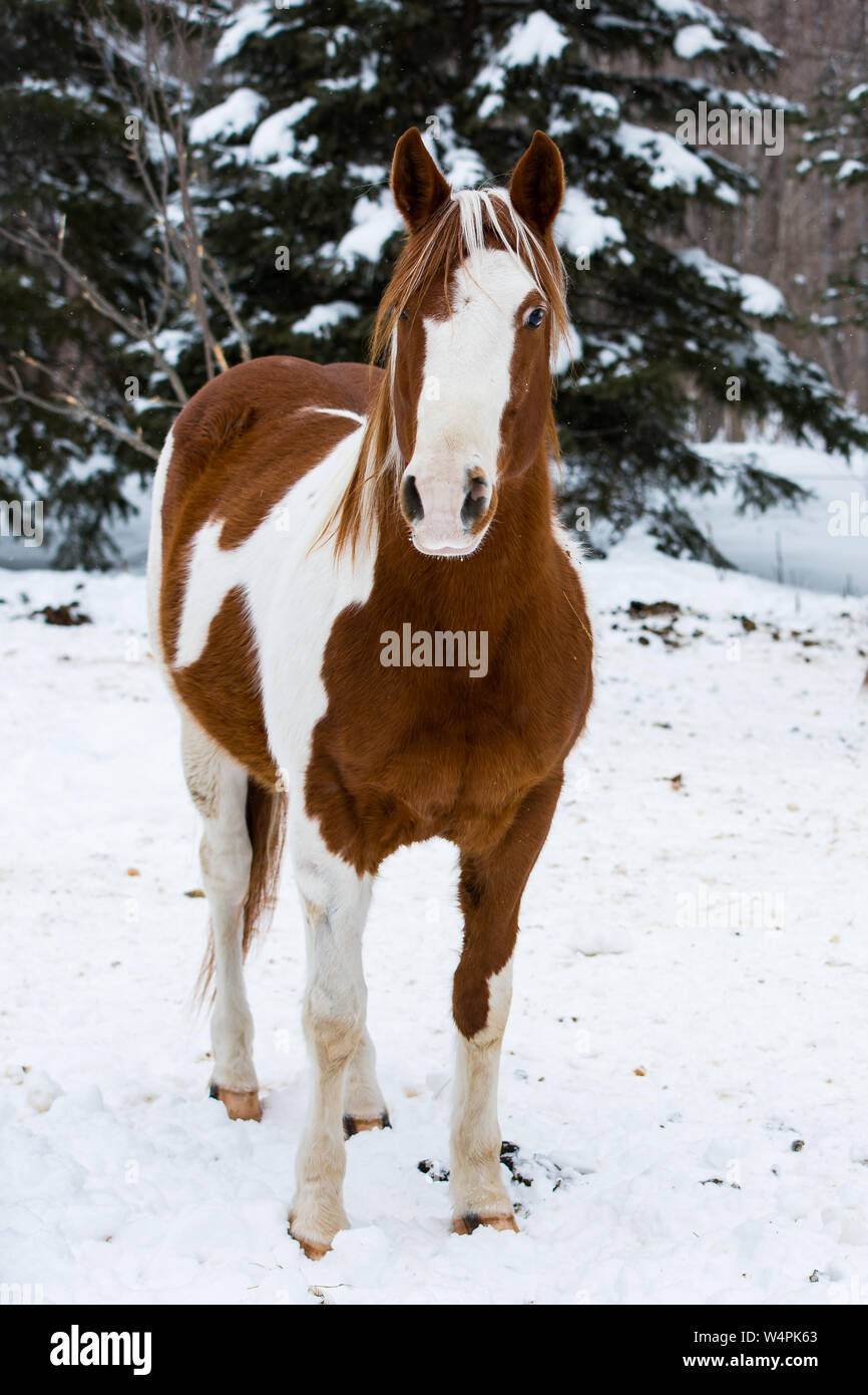 Stable with snow hi-res stock photography and images - Alamy